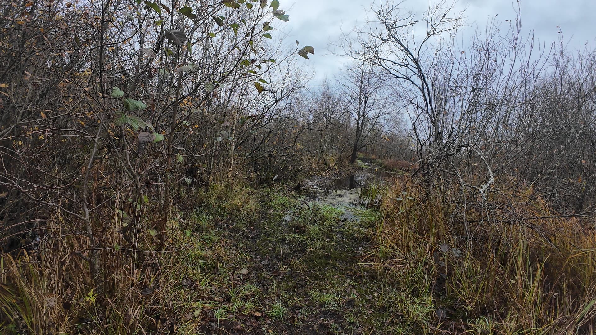 Pętla Wejherowo=>Zbychowo=>Koleczkowo=>Szemud=>Milwino=>Luzino ...